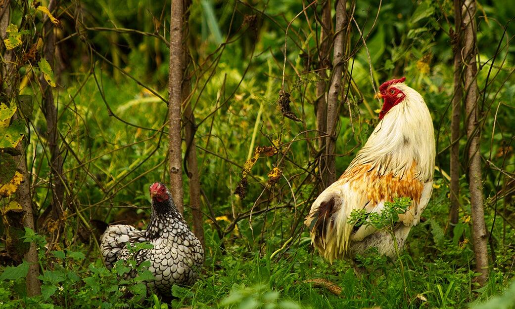 Mangerton Mill - Mangerton - Nextdoor