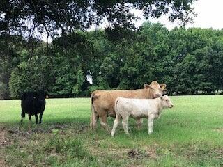 Cut Beef - Tyler, TX - Nextdoor