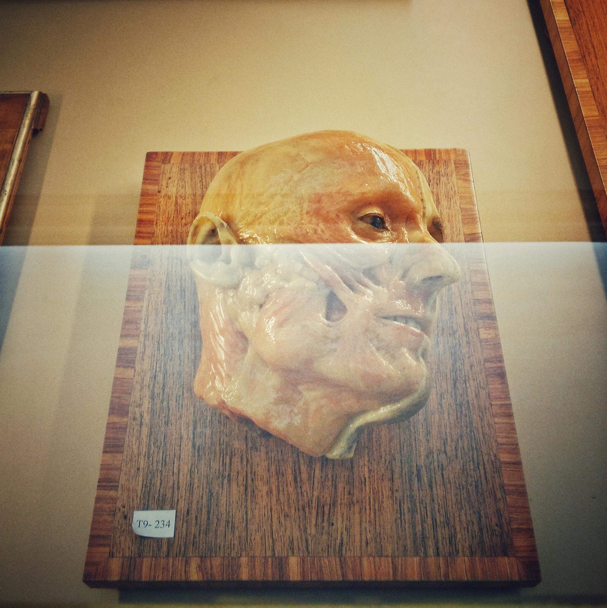 Museo delle Cere Anatomiche - Nextdoor