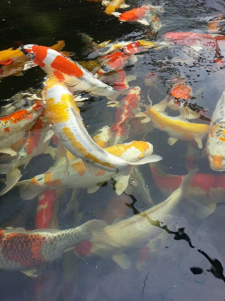 The Koi Pool Water Gardens - Poulton le Fylde - Nextdoor
