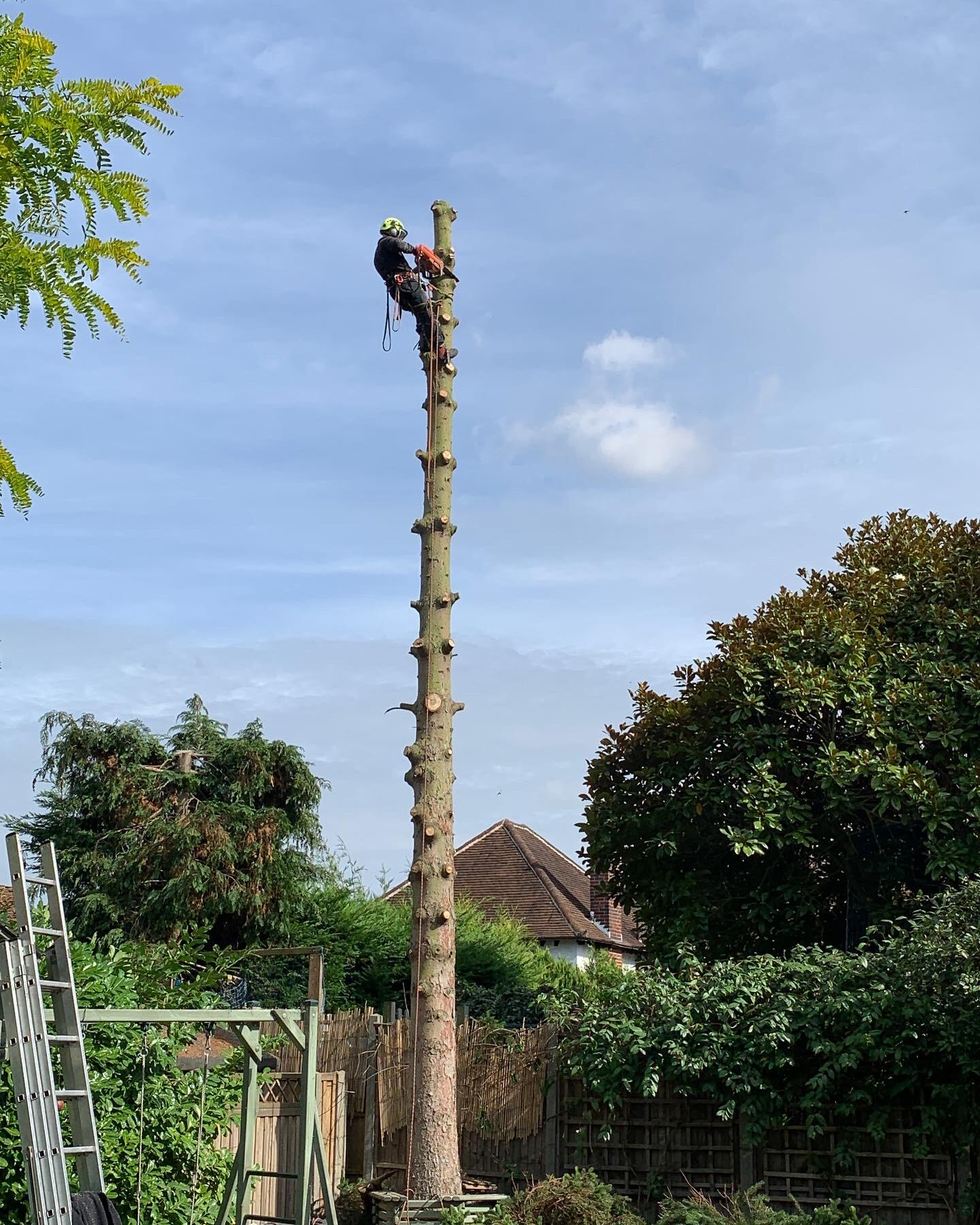 Joe Baker tree care - Walton-On-Thames - Nextdoor