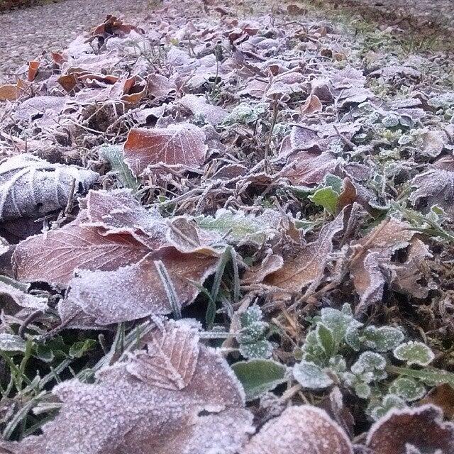 Coiter SPA - Nextdoor