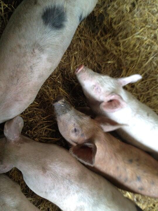 Shabden Park Farm - Chipstead - Nextdoor