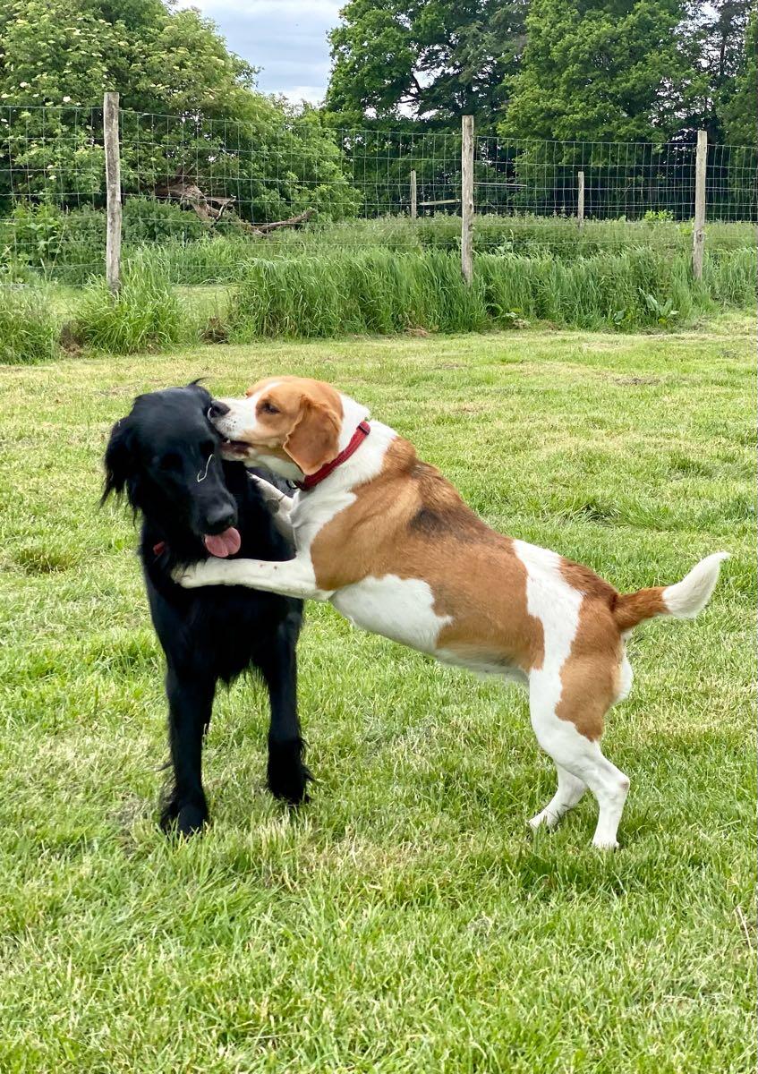 Posh pup hotel - London, GB-ENG - Nextdoor