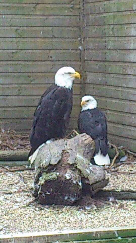 The Raptor Foundation - Woodhurst - Nextdoor