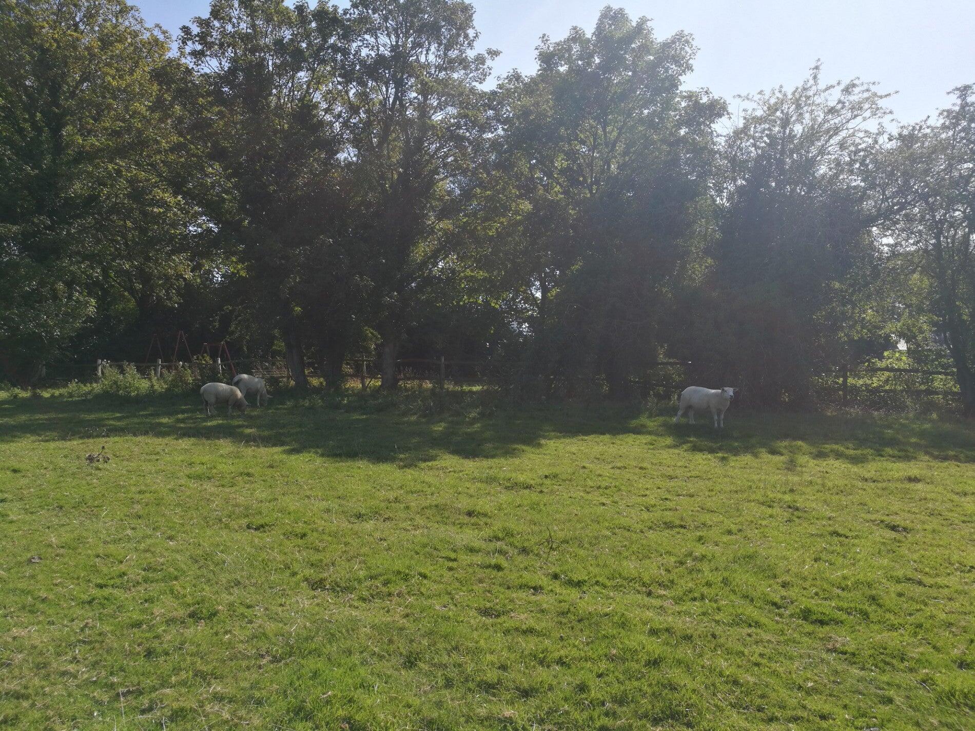 The White Dog Inn - Ewhurst Green - Nextdoor