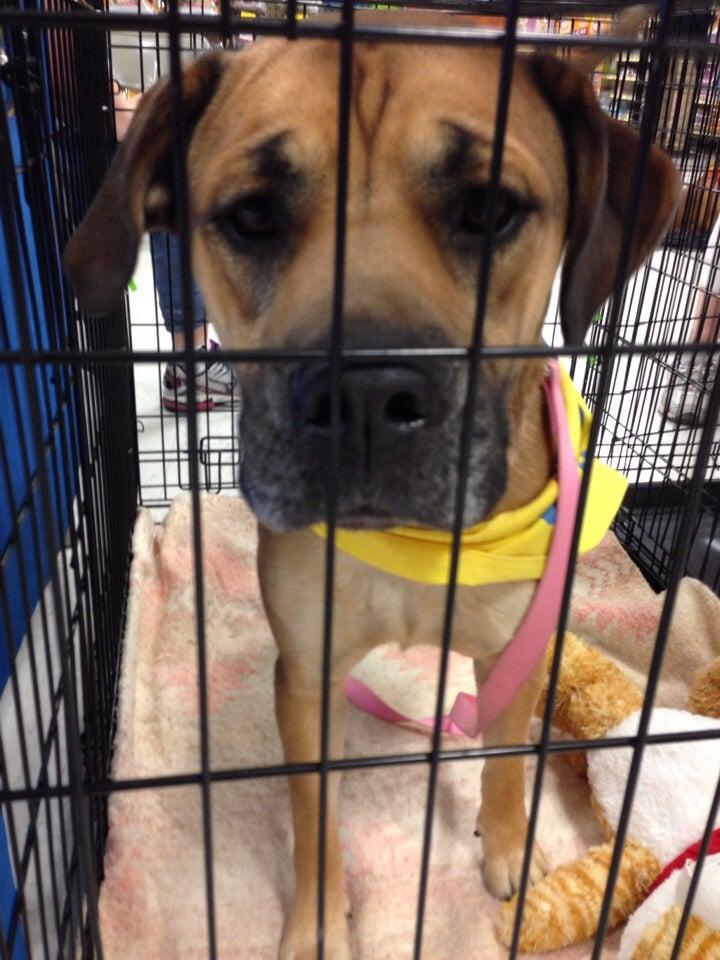 PetSmart - Reno, NV - Nextdoor