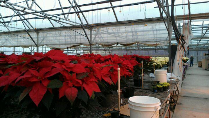 Maday's Wholesale Greenhouse - Crete, IL - Nextdoor