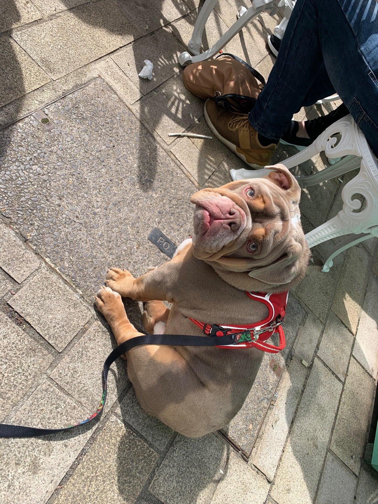 Lupo Lounge - Wolverhampton - Nextdoor