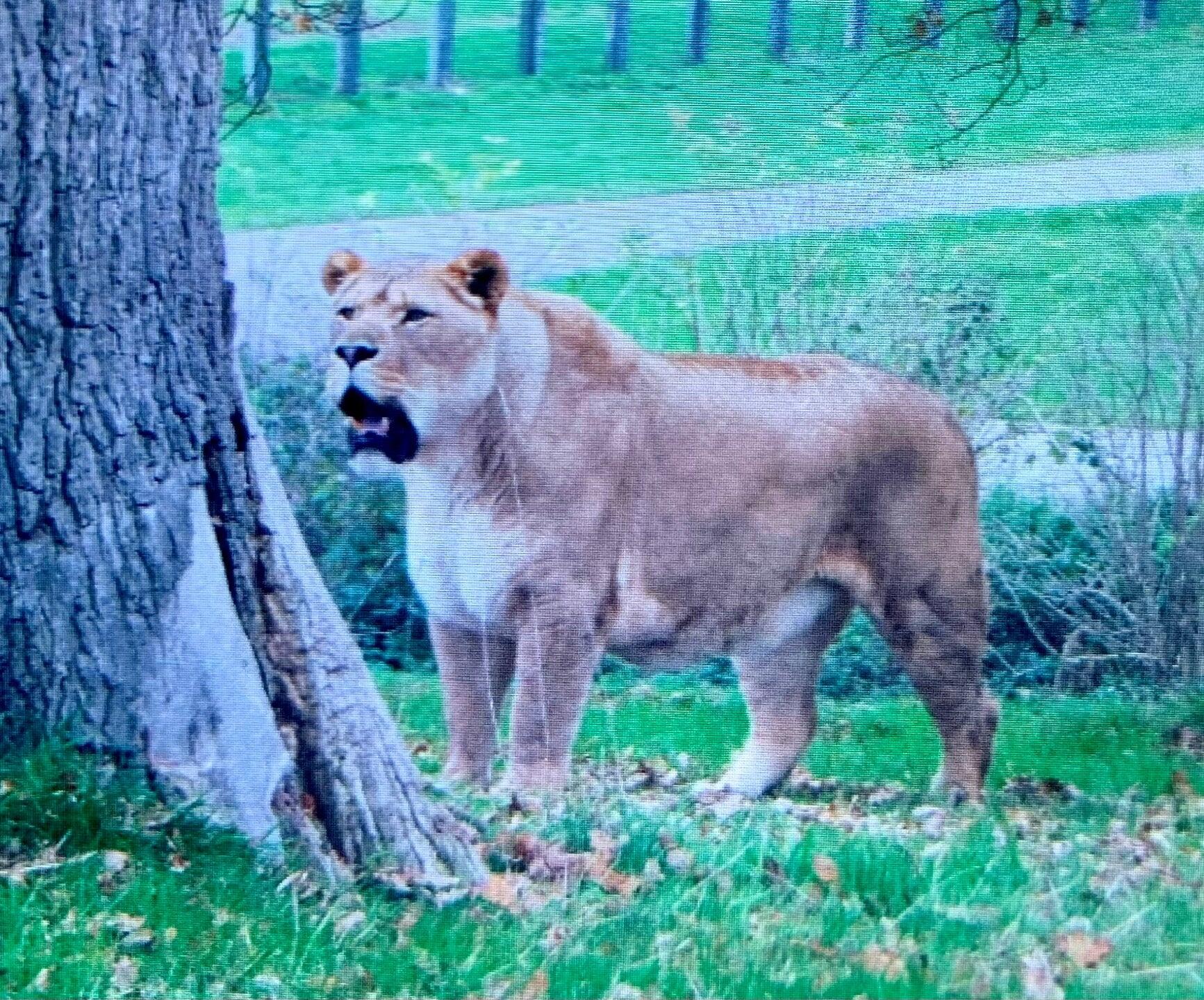 Woburn Safari Park - Woburn - Nextdoor