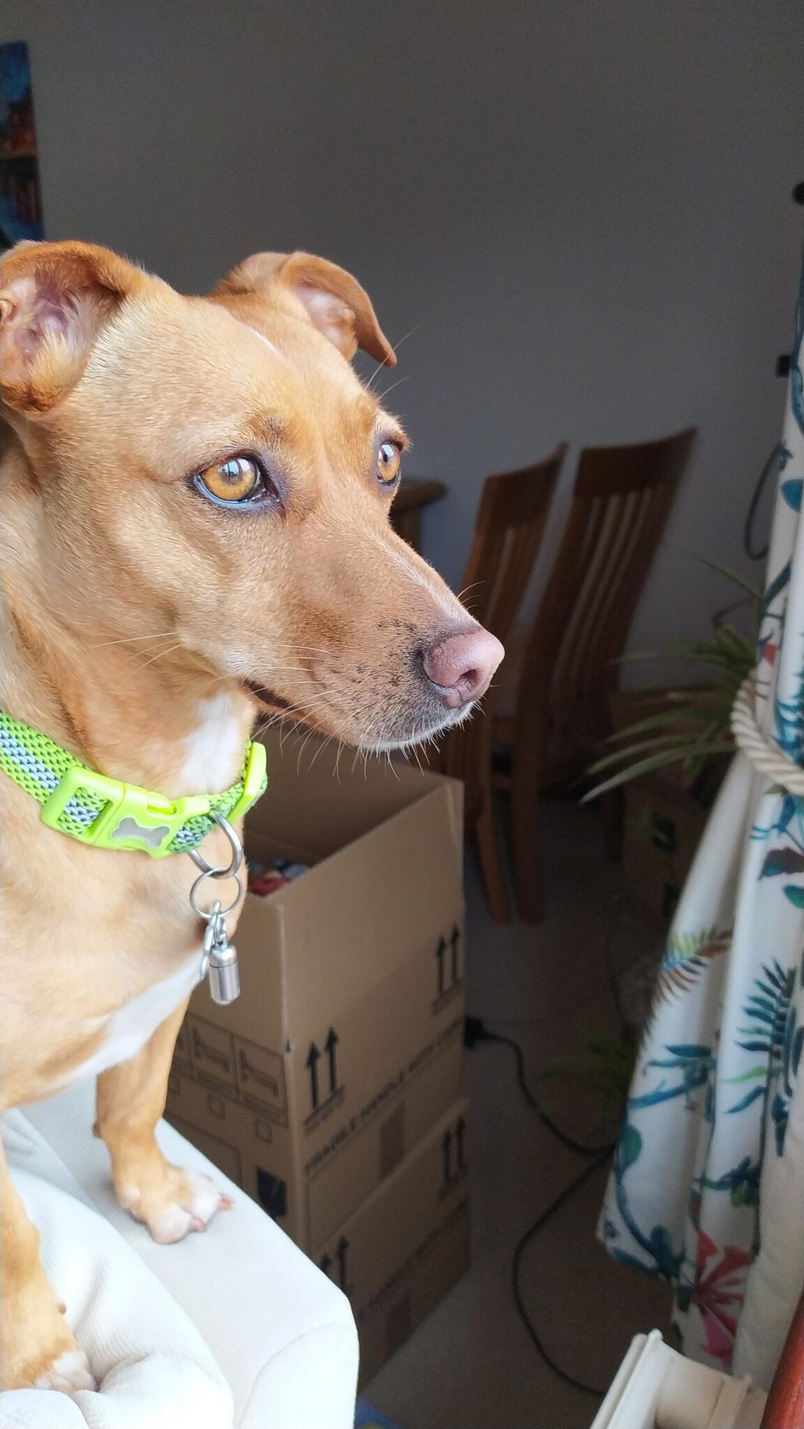 Sammies Pups Dog Boarding - Spalding - Nextdoor