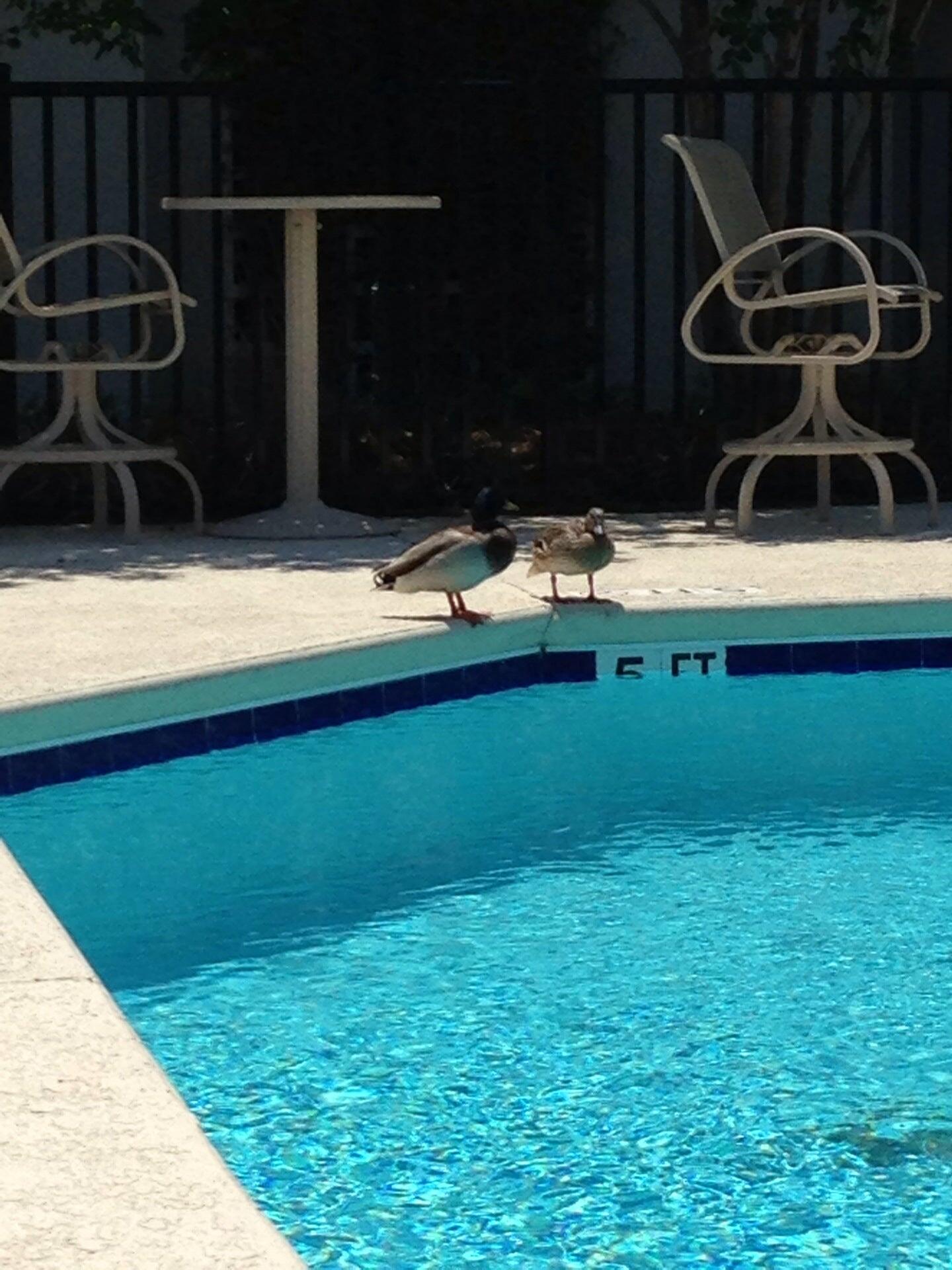 Pelican Pointe Pool - Charleston, SC - Nextdoor
