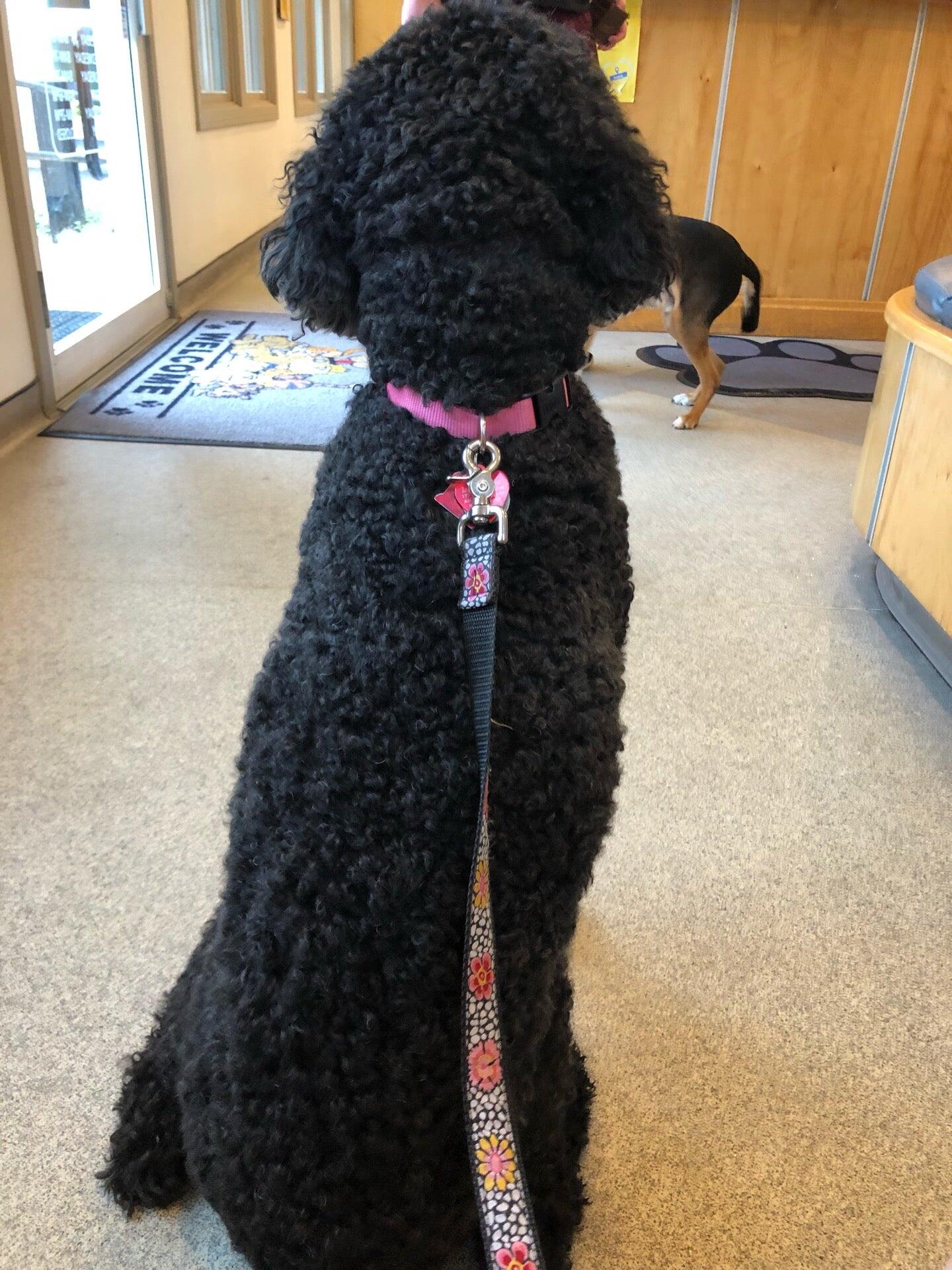Acton Animal Hospital - Acton, MA - Nextdoor