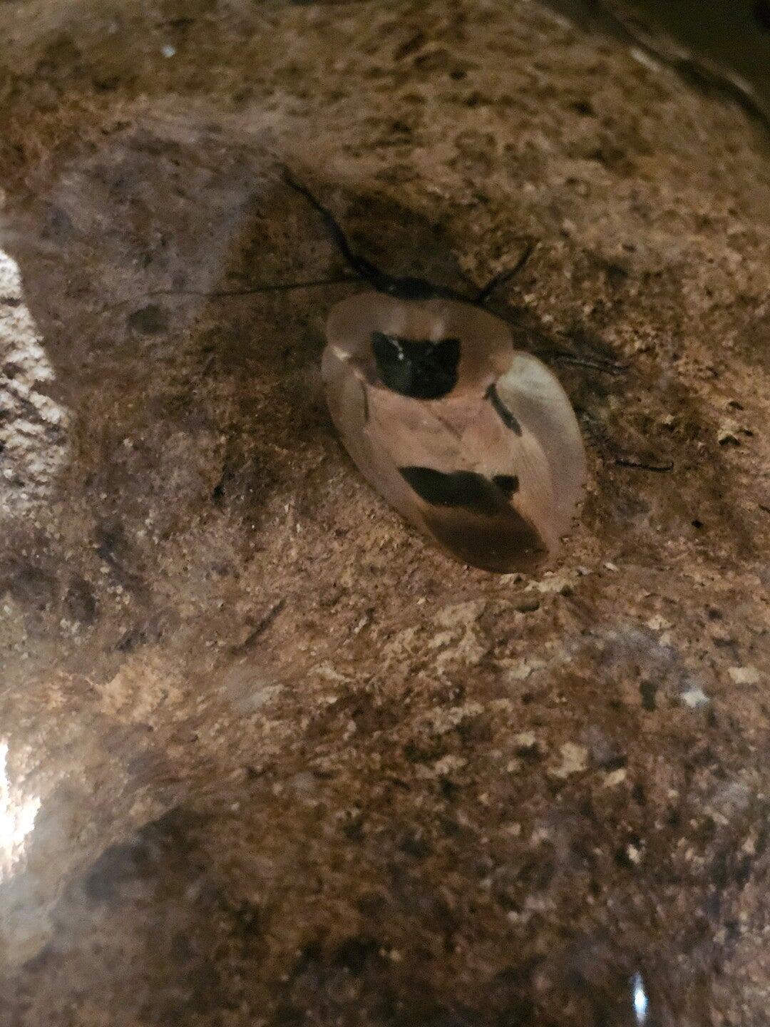 Insect Zoo at Smithsonian National Museum of Natural History ...