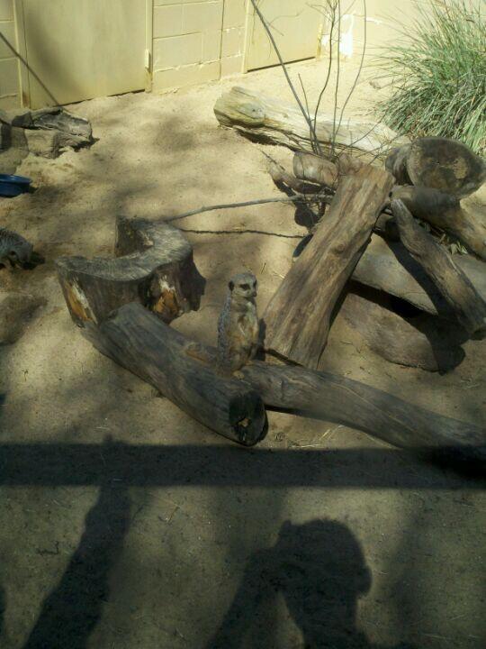 Meerkat Exhibit - Atlanta, GA - Nextdoor