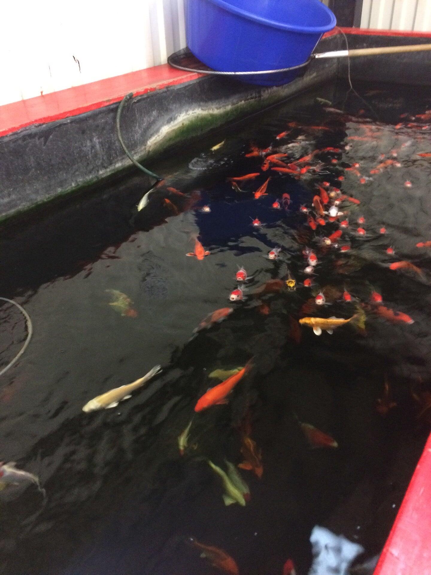 Manor Koi - Basildon - Nextdoor