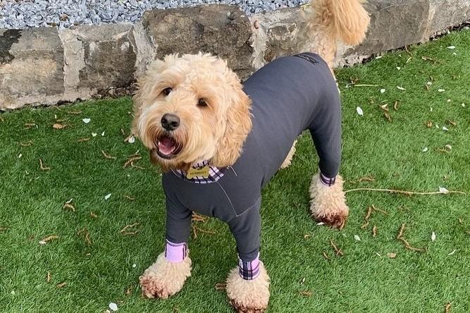 Mucki Mutz Dog Wear - Stirling - Nextdoor