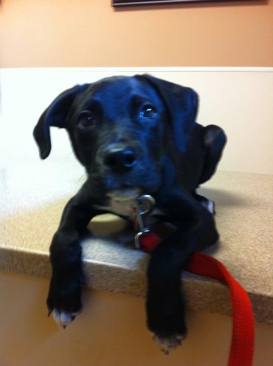 Concord Animal Hospital - Saint Louis, MO - Nextdoor