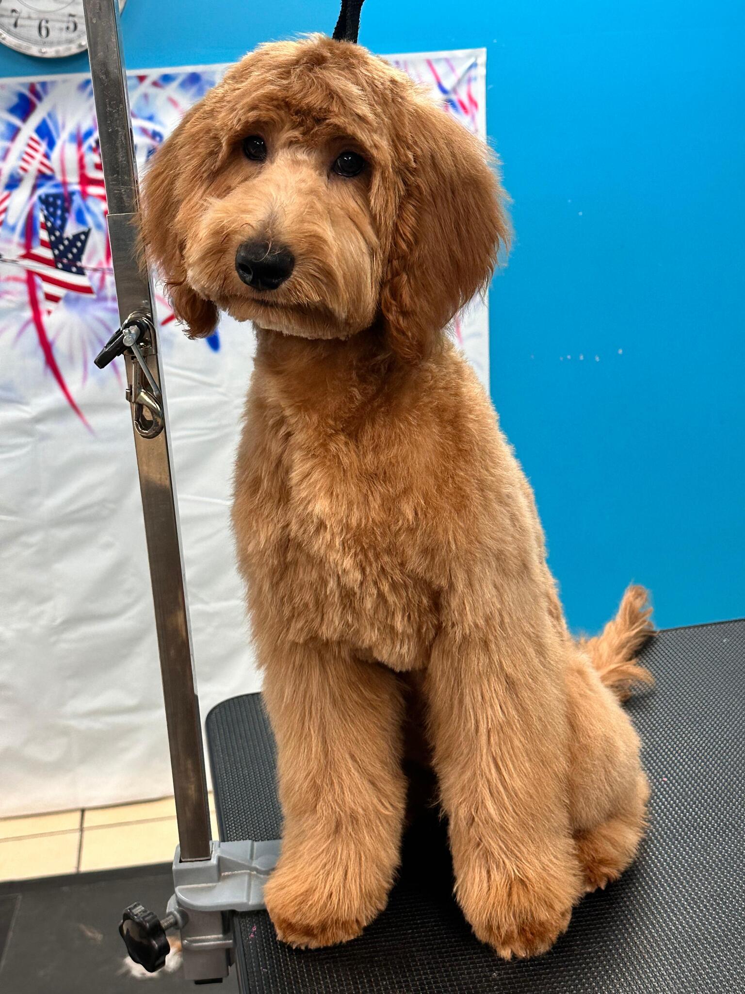 All Paws Rock, LLC - Cherry Hill, NJ - Nextdoor