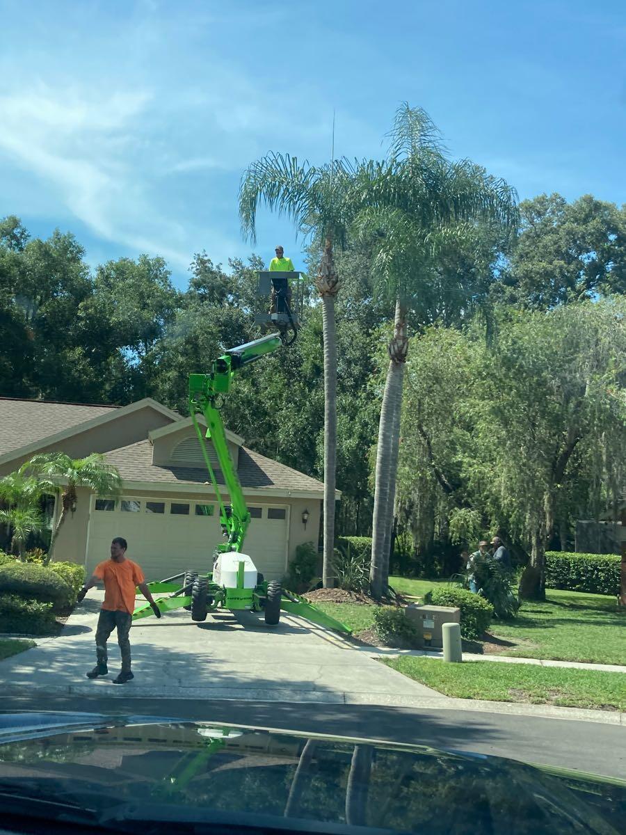 Dwayne Wilson Tree Service - Tampa, FL - Nextdoor