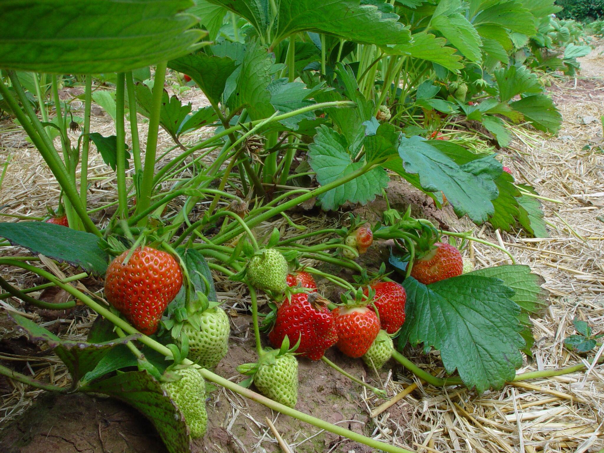 Bells Farm Shop - Stourport-on-Severn - Nextdoor