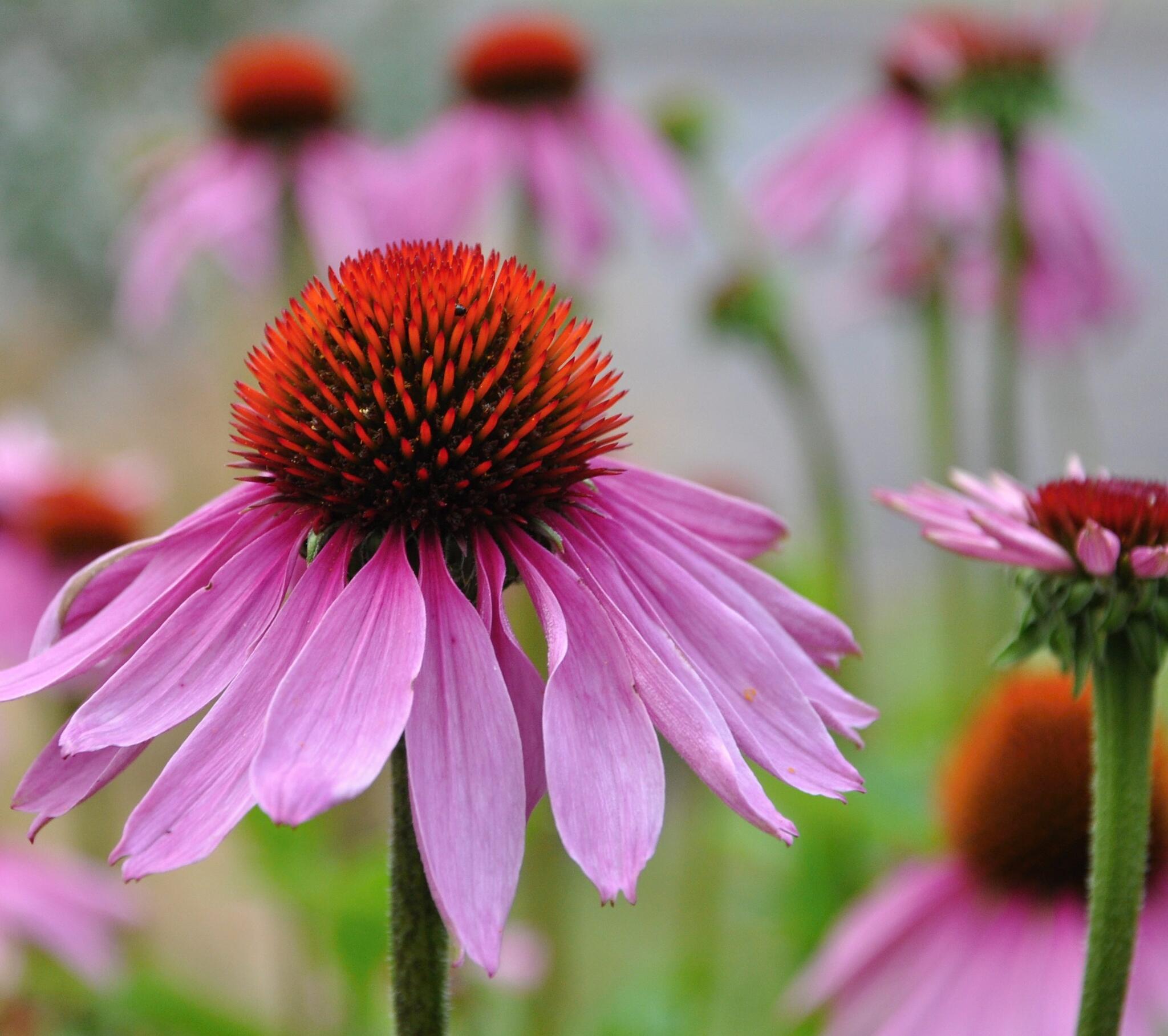 Kate Zecca Garden Design - Marlow - Nextdoor