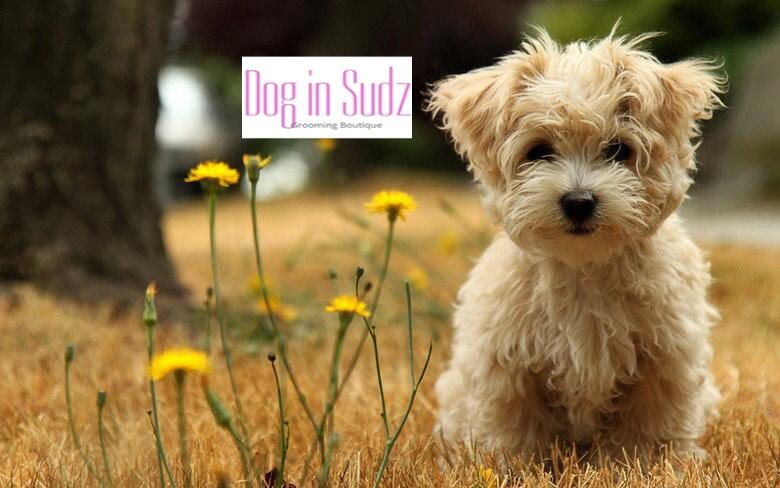 Dog In Sudz Grooming - Nextdoor