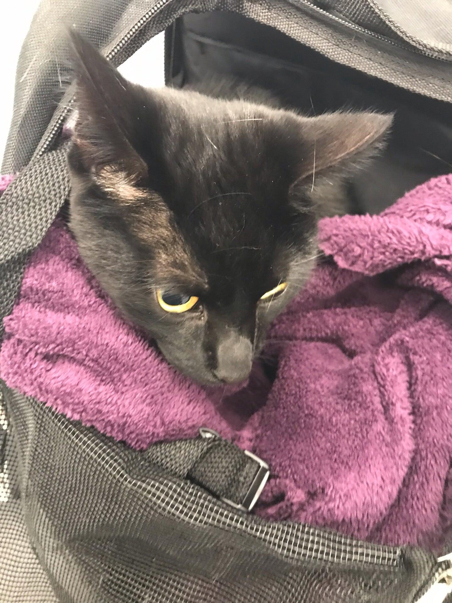 Pets at Home Prestwich - Manchester, England - Nextdoor