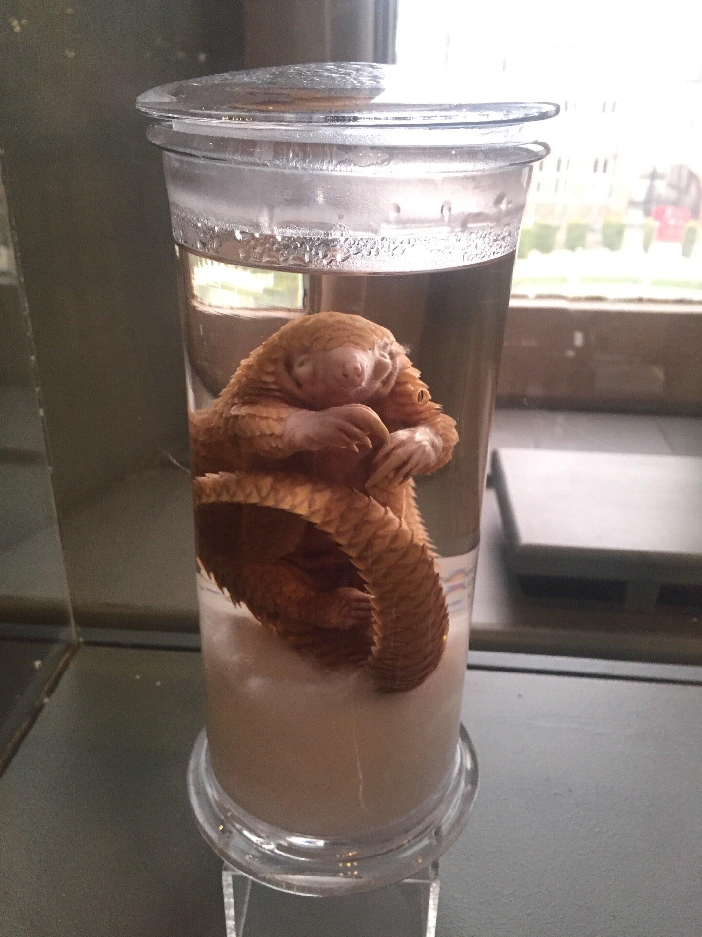 Victoria Gallery & Museum - Liverpool - Nextdoor