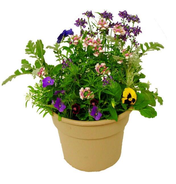 Barrett S Showplace Gardens Adrian | Fasci Garden