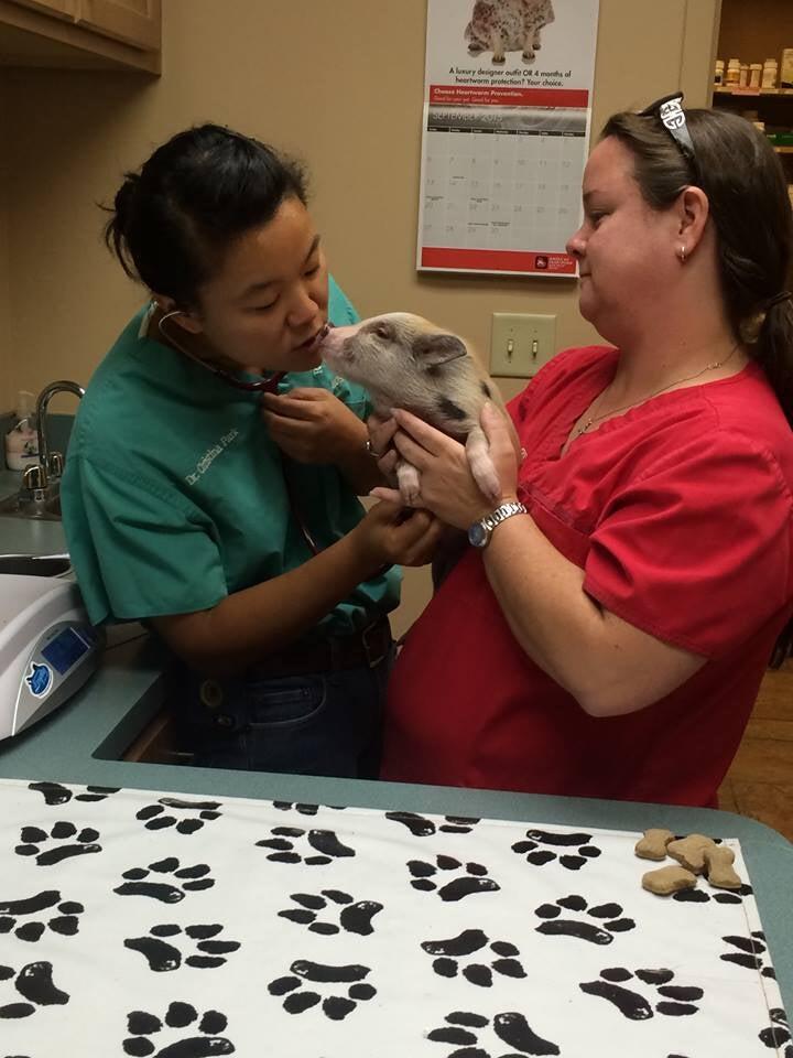 Royston Animal Hospital - Royston, GA - Nextdoor