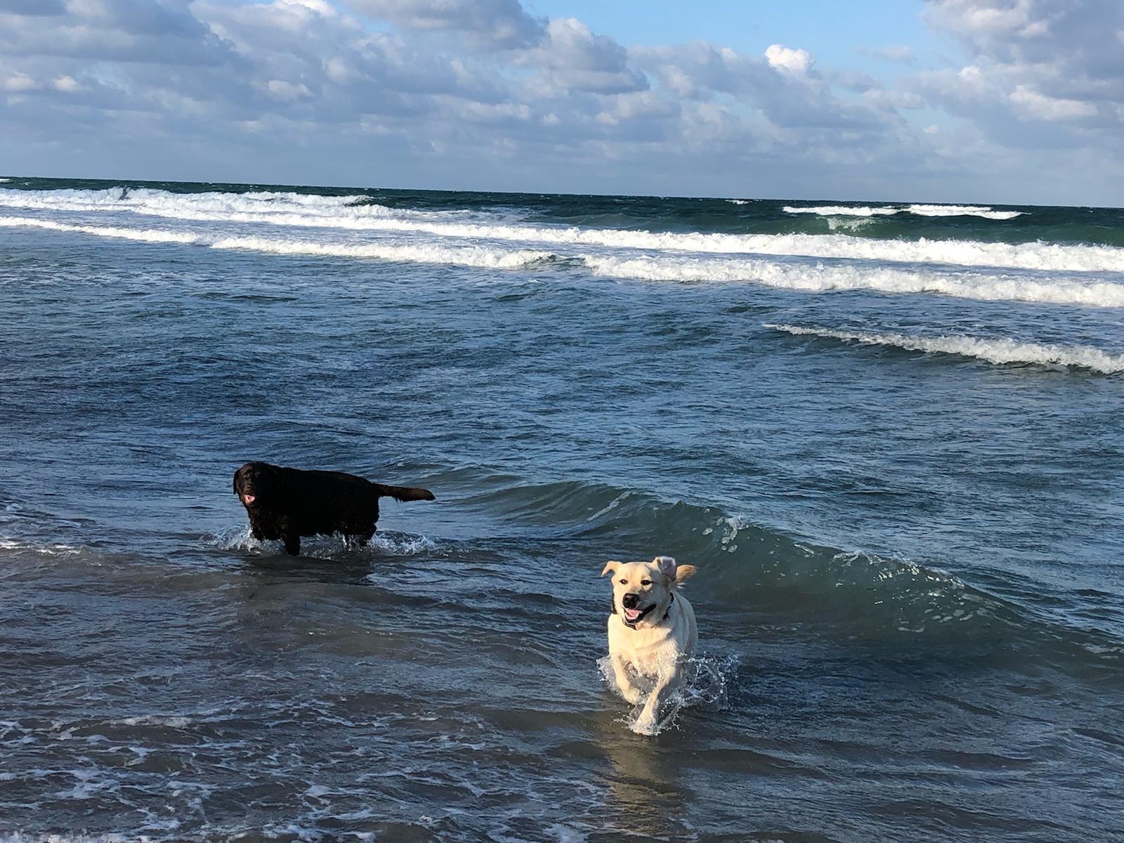 Paws On The Beach - Nextdoor