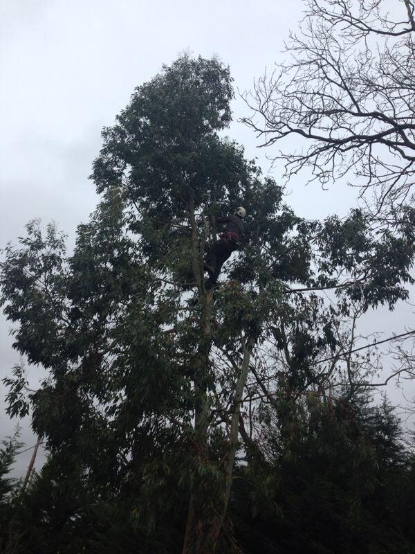 Parish Tree Surgery - Wokingham - Nextdoor