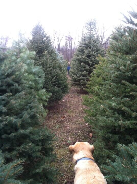 Addison Oaks Christmas Tree Farm - Oakland, MI - Nextdoor