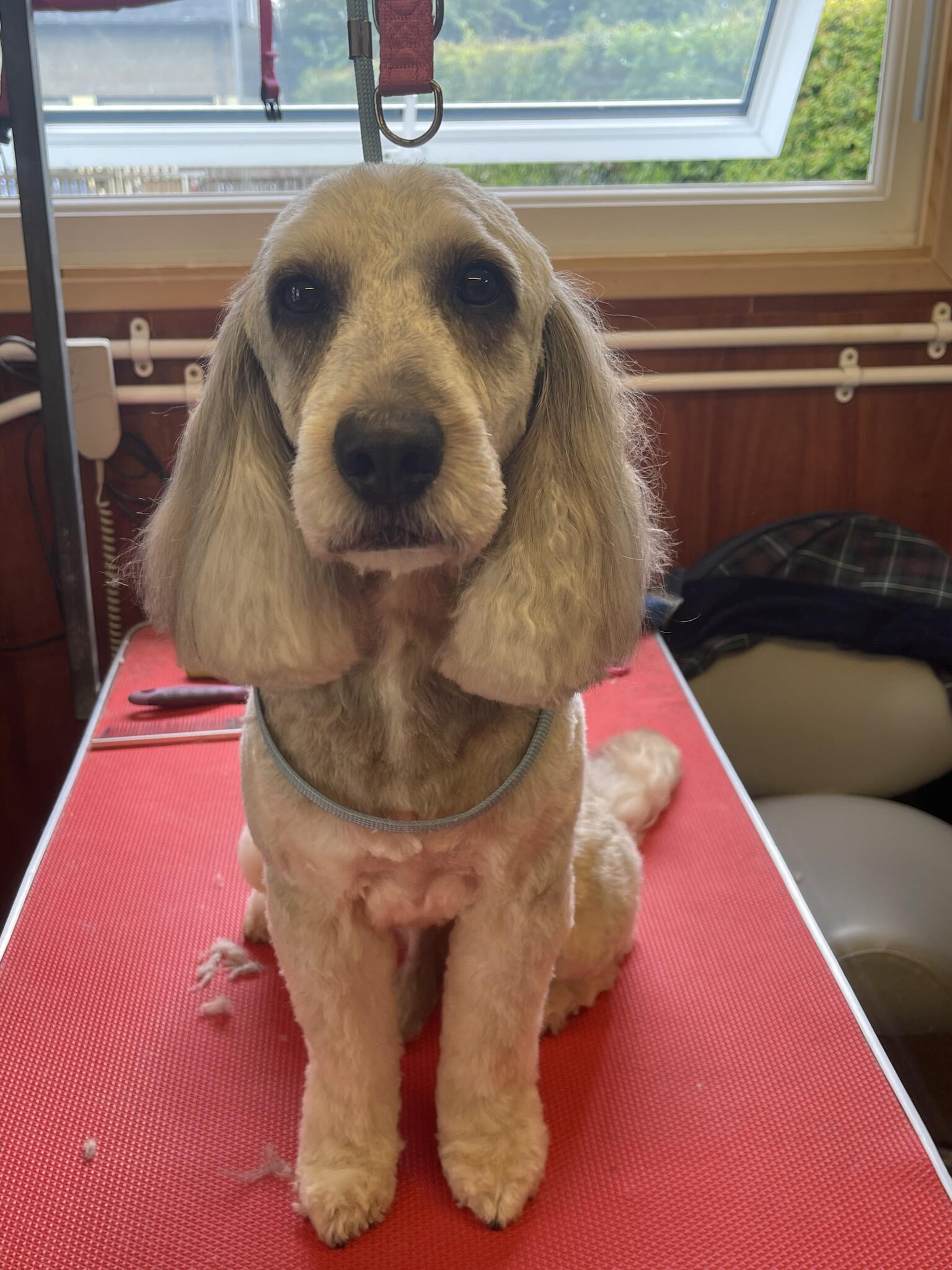 Kirsty's K9 Kuts - Sevenoaks, England - Nextdoor