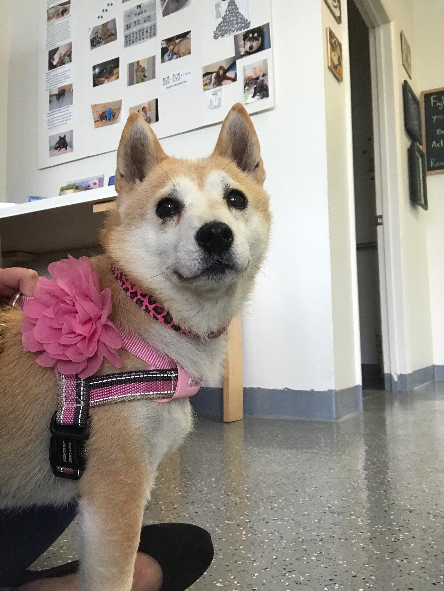 Spay Now - Laurel, MD - Nextdoor