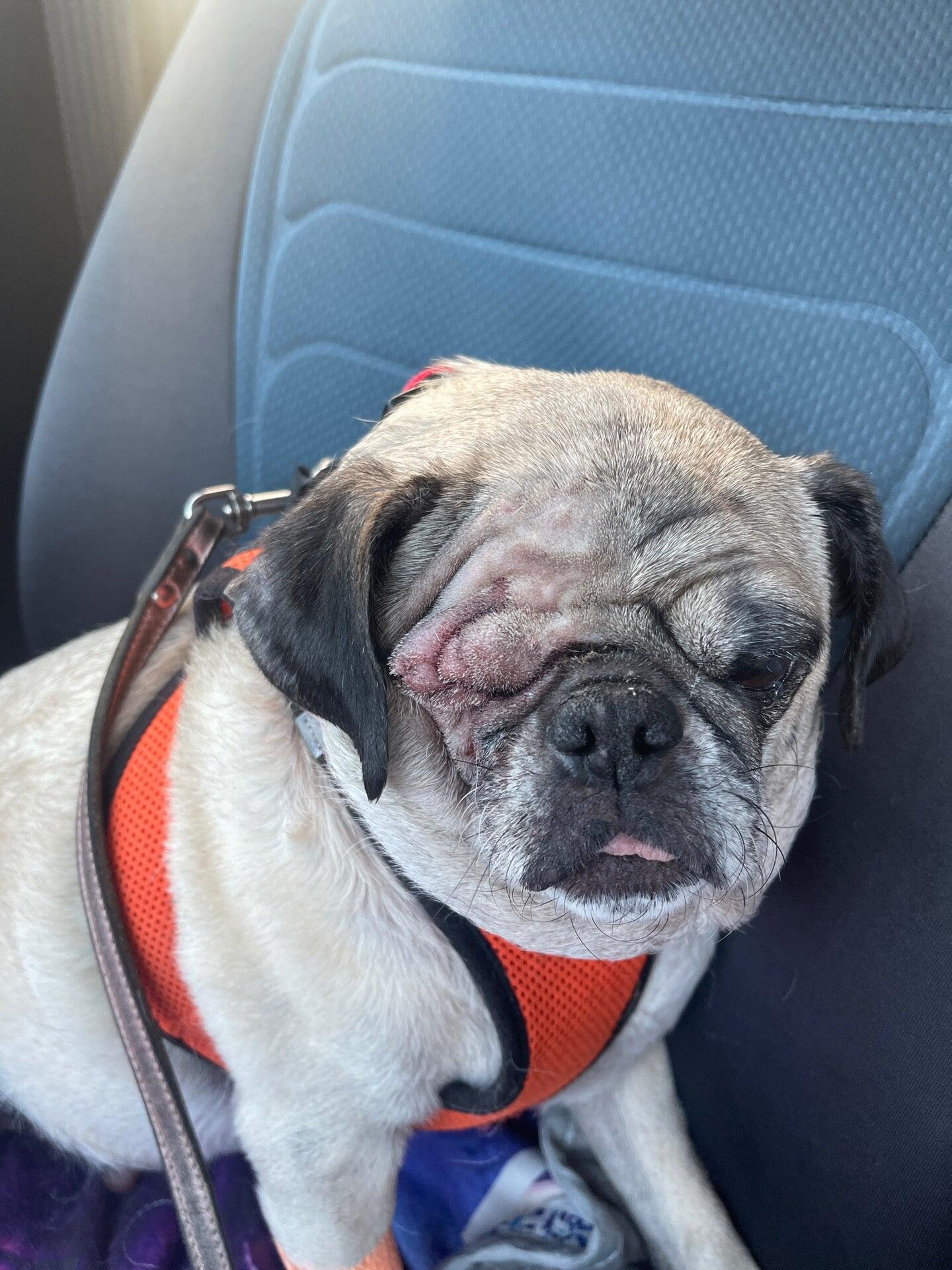 Creature Comforts Pet Hotel At Shadowridge Veterinary Hospital - Vista ...