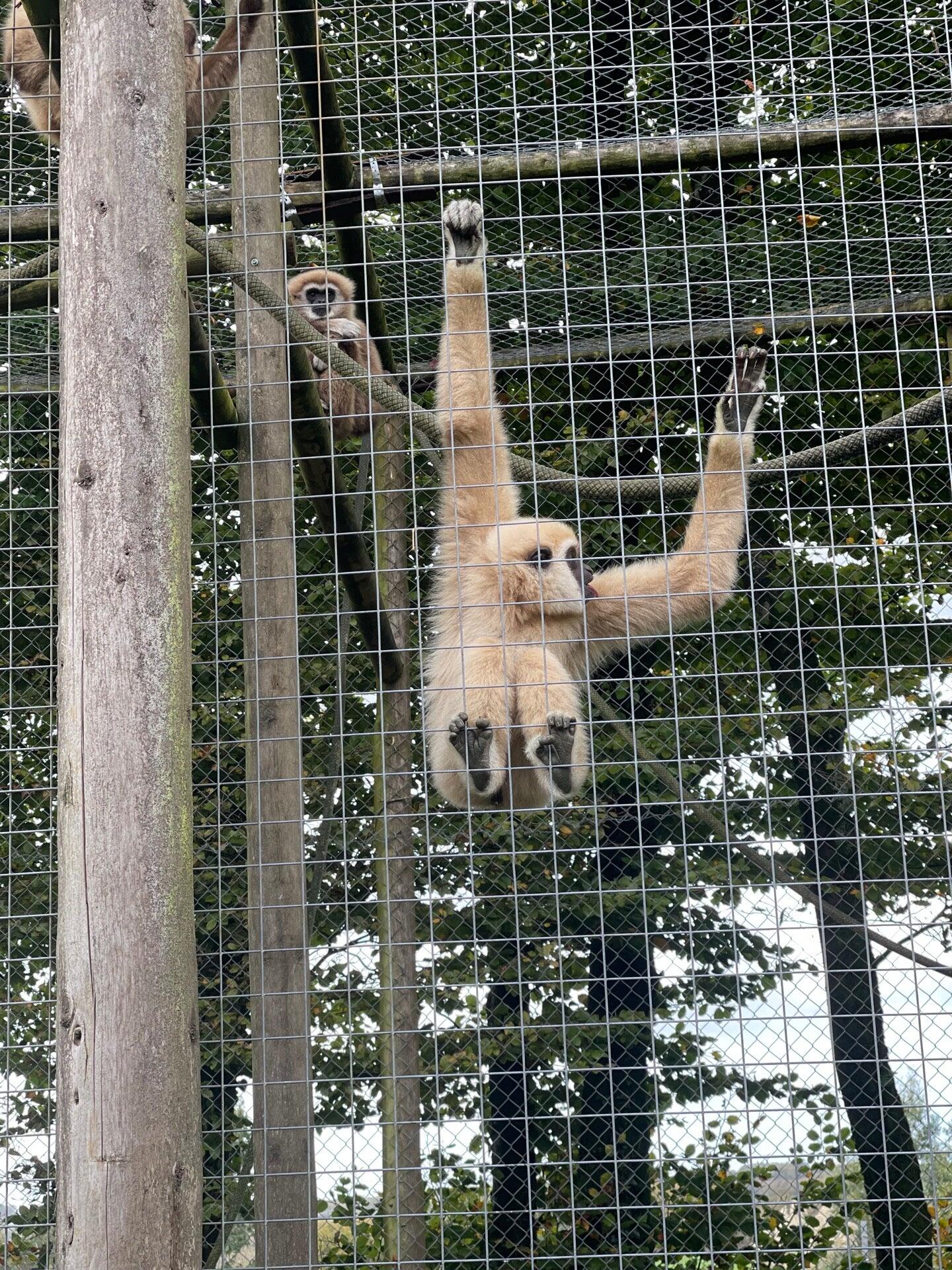 Exmoor Zoo - Bratton Fleming - Nextdoor