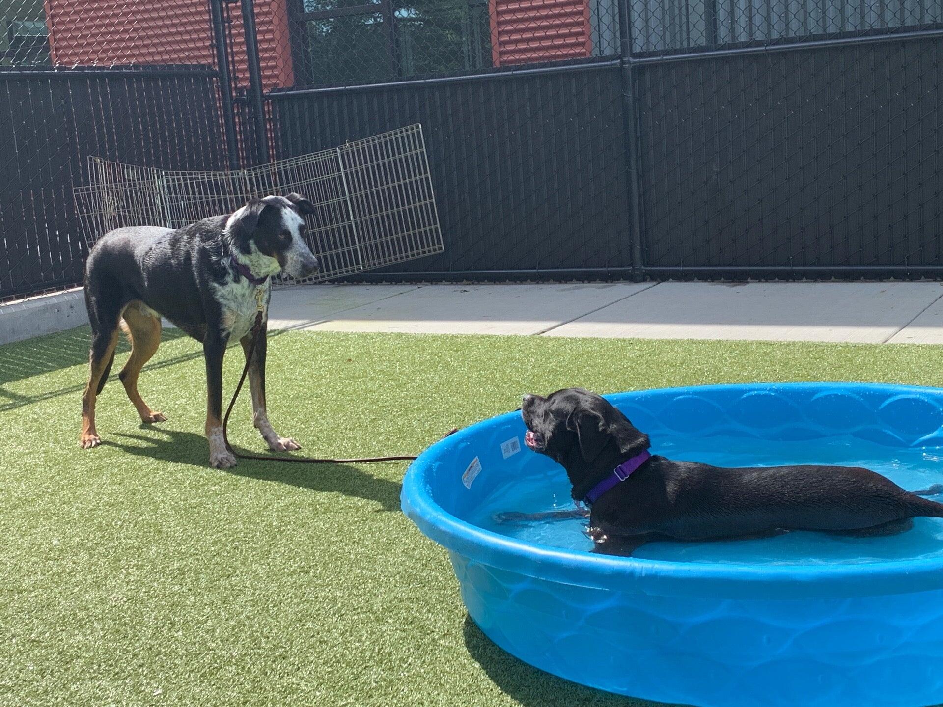 Seattle Humane Society - Bellevue, WA - Nextdoor