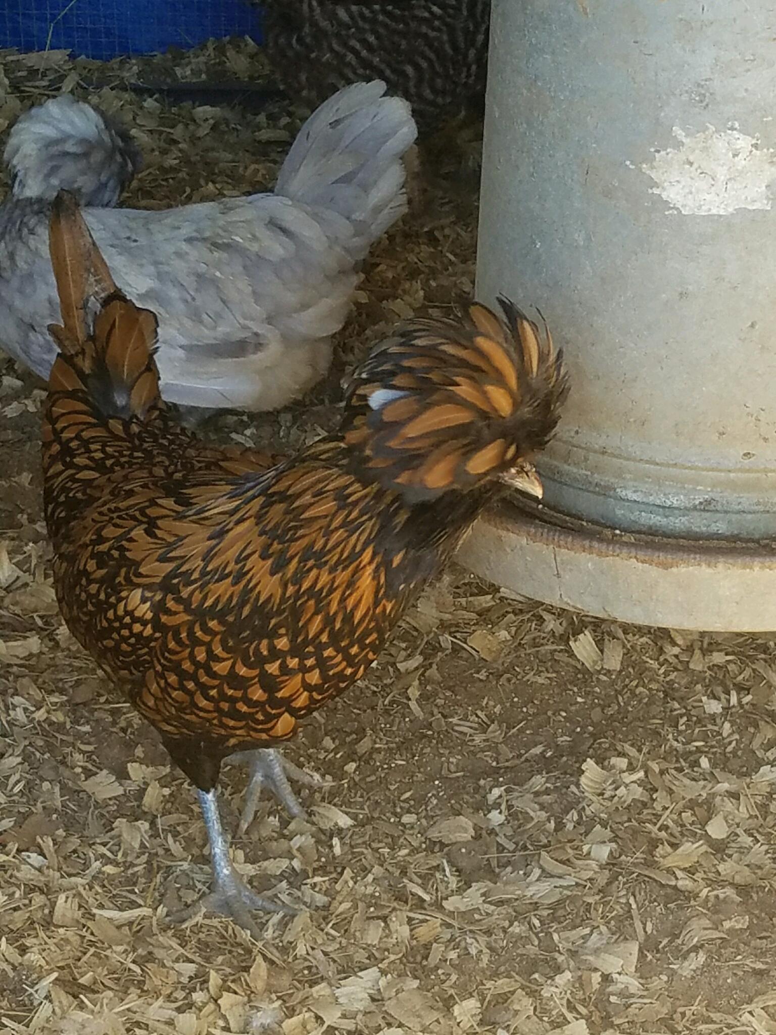 SeaBreeze Hens - San Leon, TX - Nextdoor