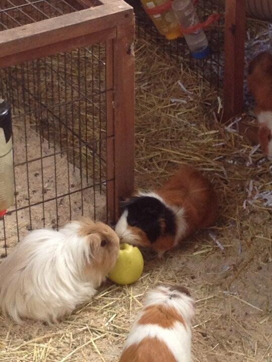 Briarlands Farm - Blair Drummond - Nextdoor