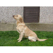 Aldertree Gundogs - Old Buckenham - Nextdoor