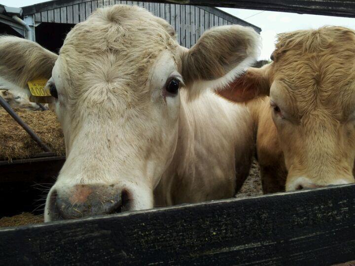 Redcliffe Farm Shop - Lebberston - Nextdoor