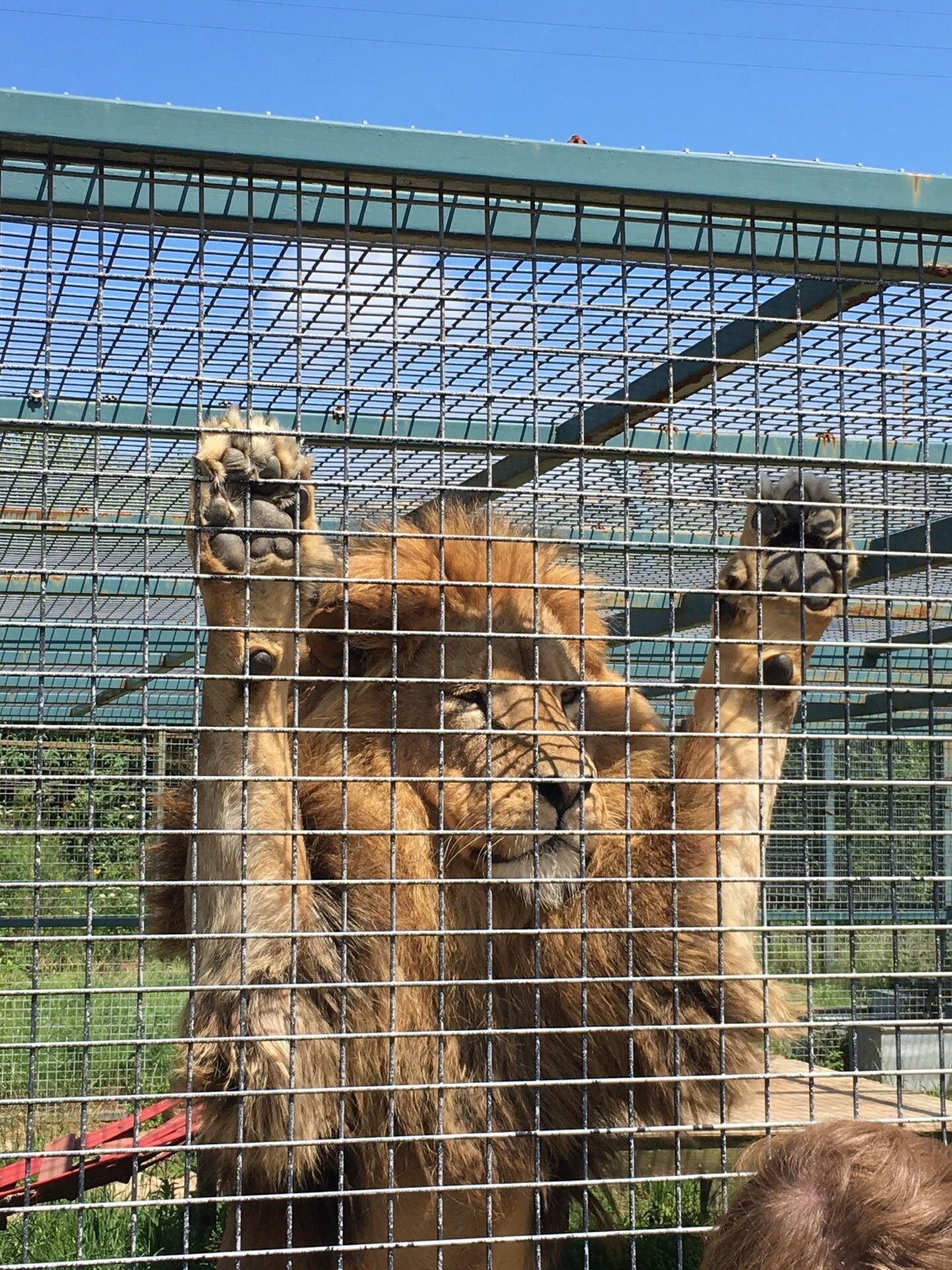 Combe Martin Wildlife & Dinosaur Park - Combe Martin - Nextdoor