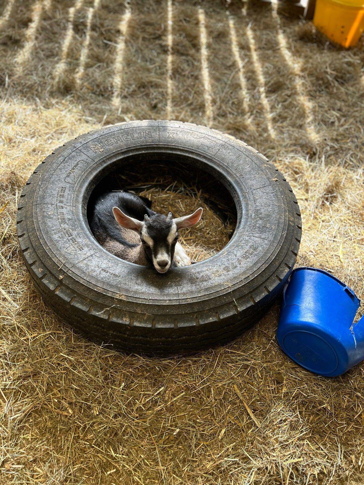 Ash End House Farm - Tamworth - Nextdoor