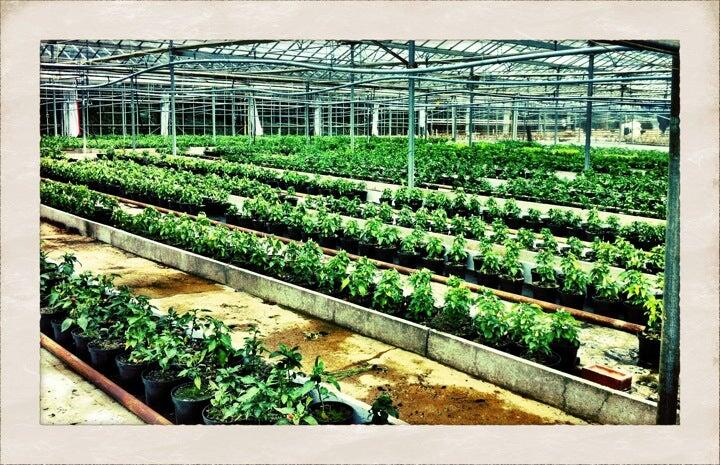 The Chilli Garden - Bordon - Nextdoor