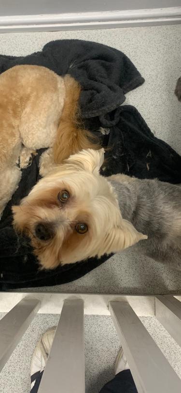 Christines K9 Cuts - Shipley - Nextdoor