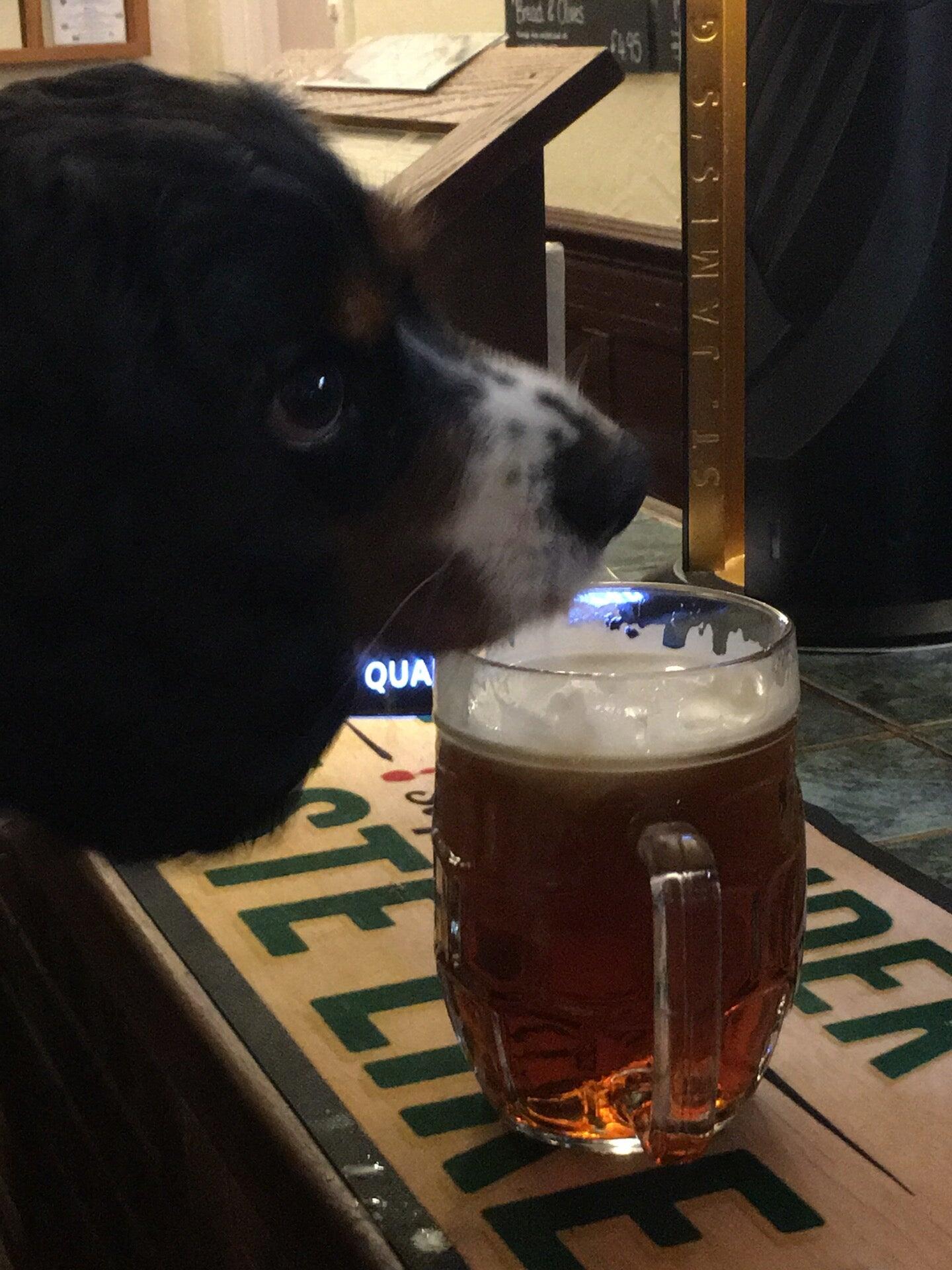 Prestleigh Inn - Prestleigh - Nextdoor