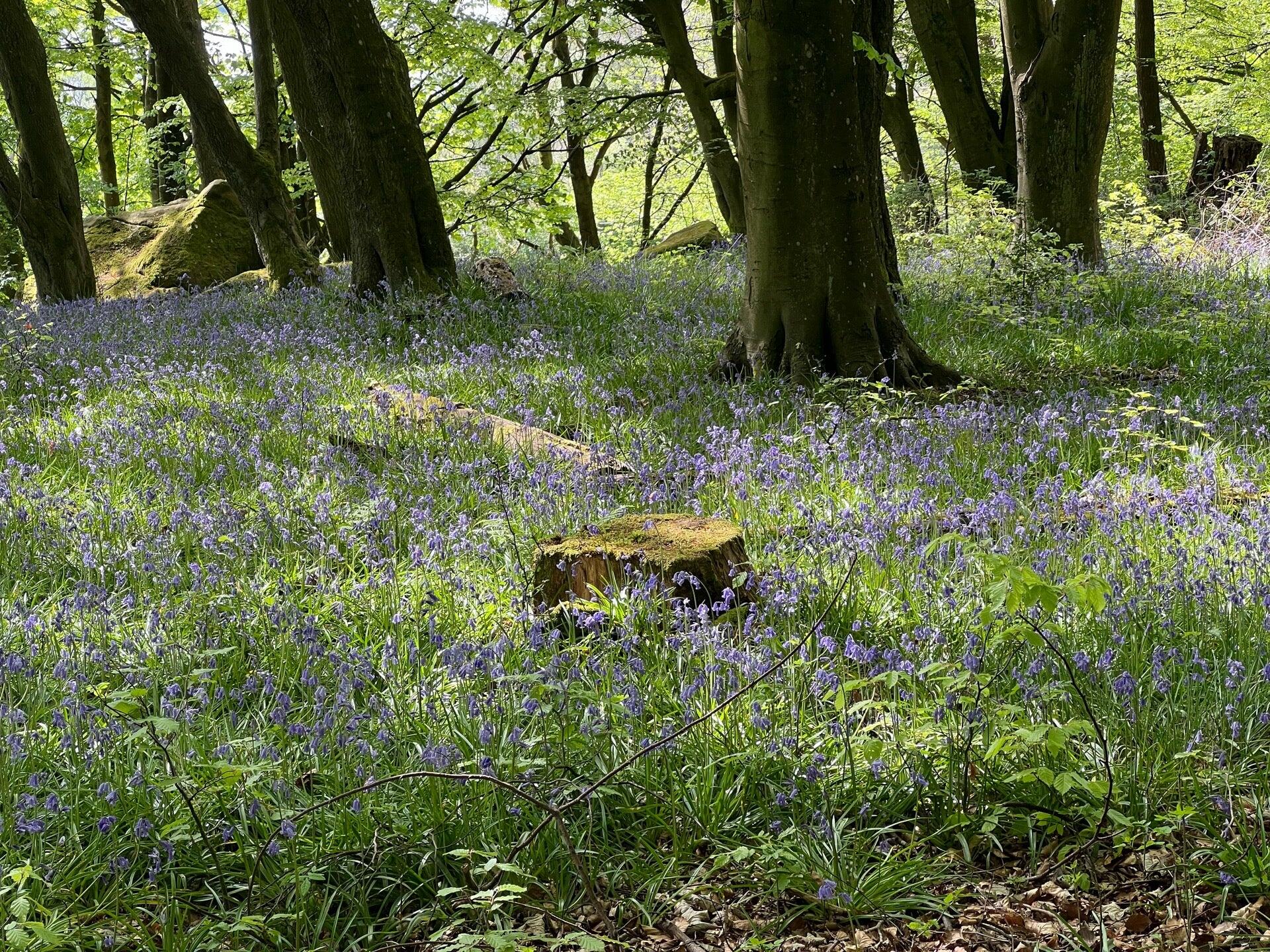 Lochore Meadows Country Park - Crosshill - Nextdoor