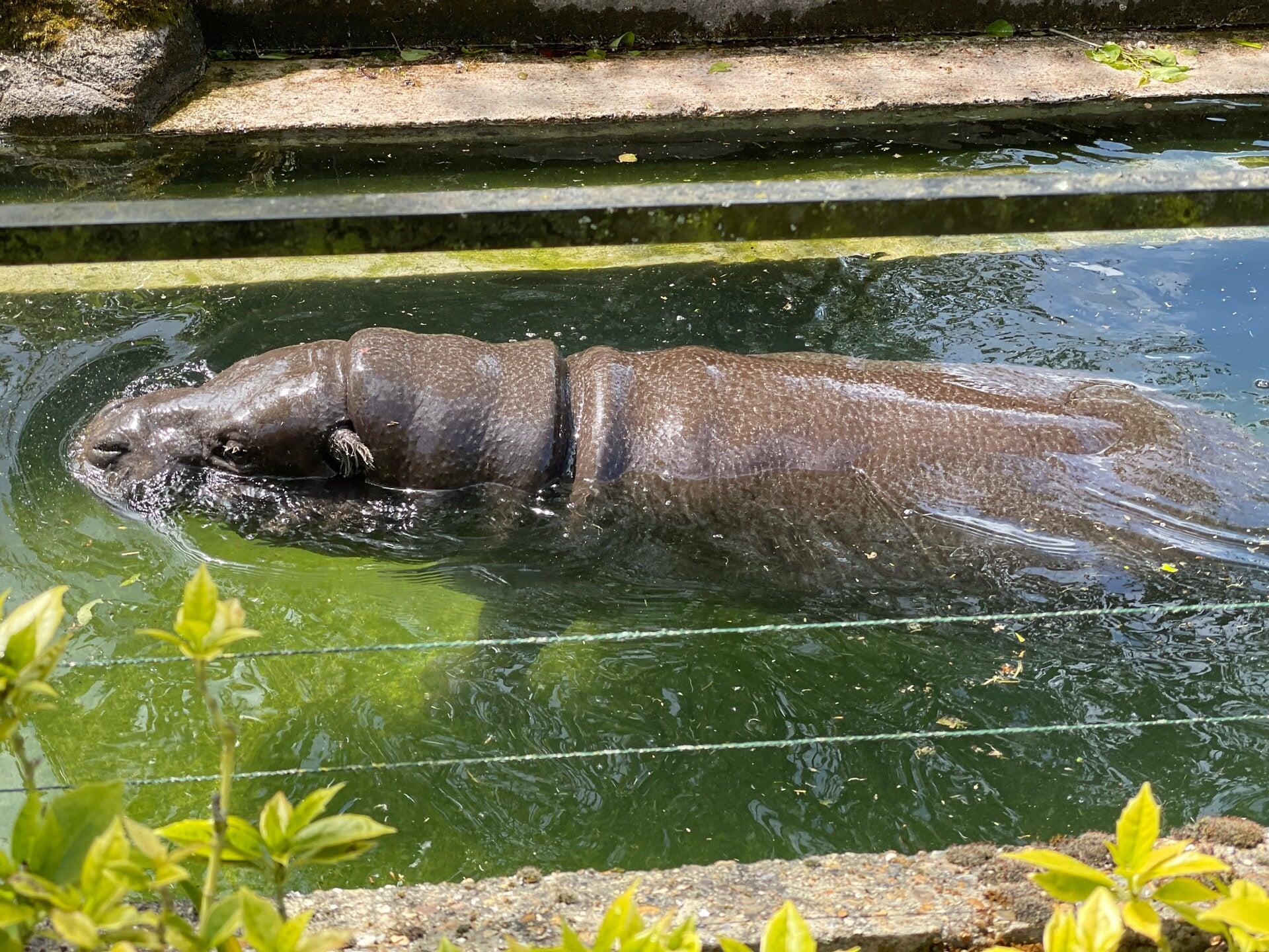 Pygmy Hippos - London - Nextdoor